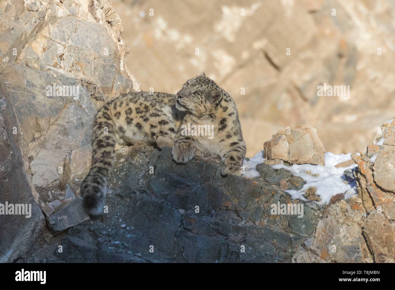 Mongolia, West Mongolia, Altai mountains, Snow leopard or ounce ...