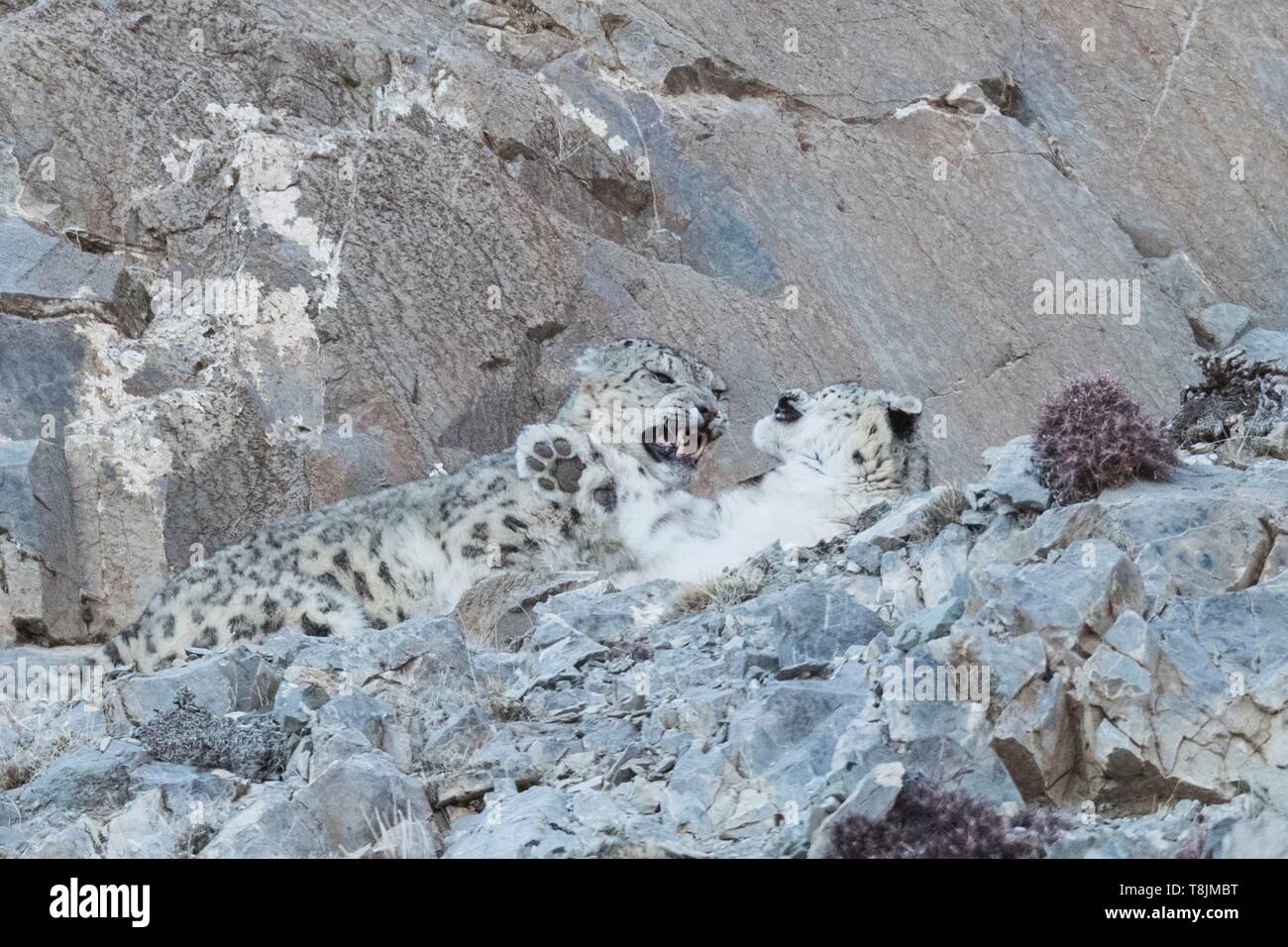 Mongolia, West Mongolia, Altai mountains, Snow leopard or ounce ...