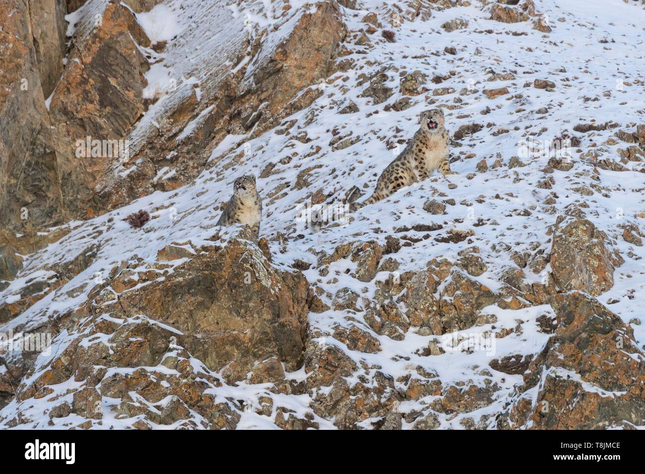 Mongolia, West Mongolia, Altai mountains, Snow leopard or ounce ...