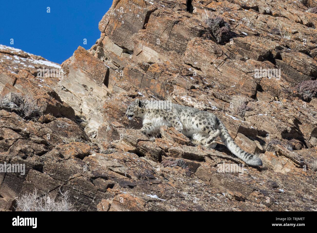 Mongolia, West Mongolia, Altai mountains, Snow leopard or ounce ...