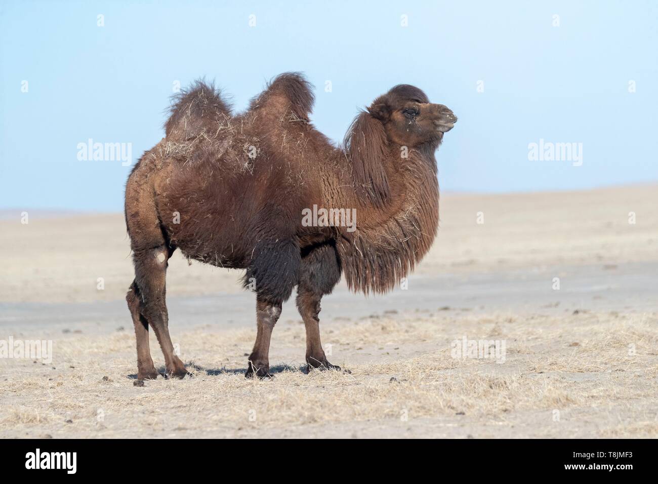 Mongolia, East Mongolia, Steppe area, Bactrian camel (Camelus ...