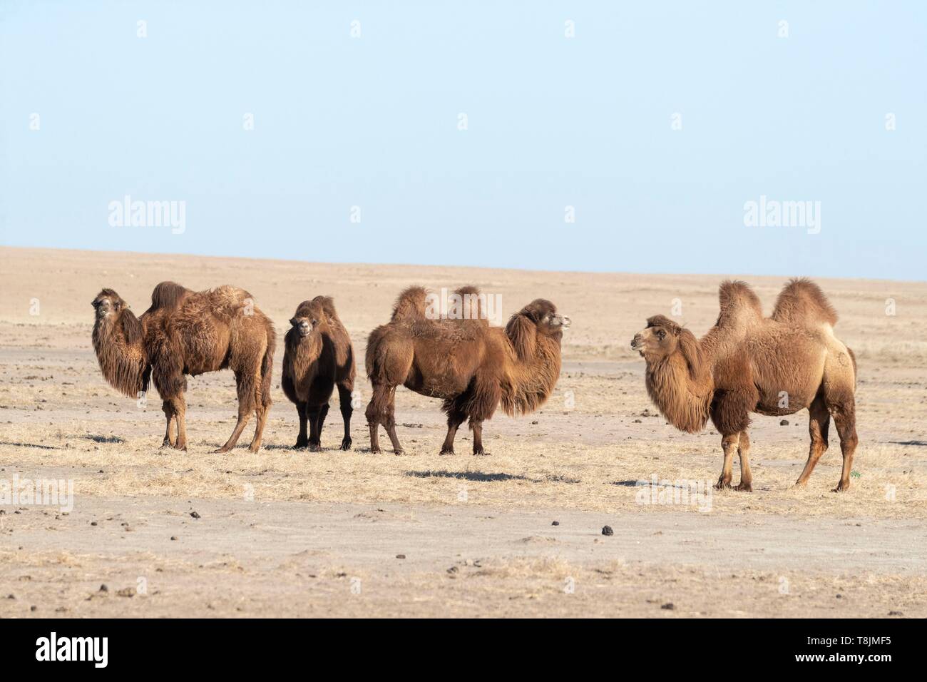 Mongolia, East Mongolia, Steppe area, Bactrian camel (Camelus ...