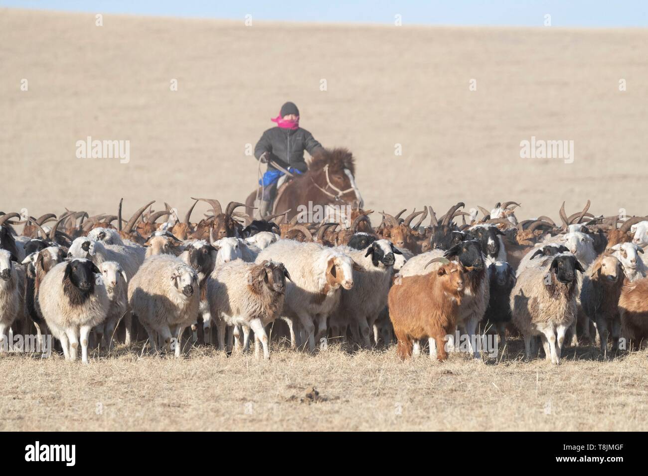 Mongolia, East Mongolia, Steppe area, herd of goats ans sheeps Stock ...