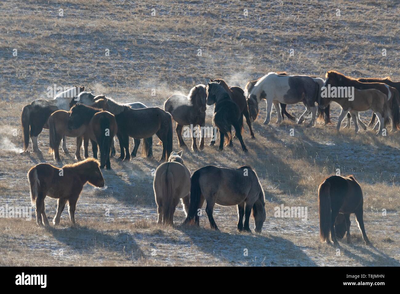 Mongolia, East Mongolia, group of horses in the steppe Stock Photo - Alamy