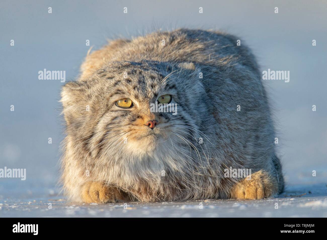 Otocolobus manul snow hi-res stock photography and images - Alamy