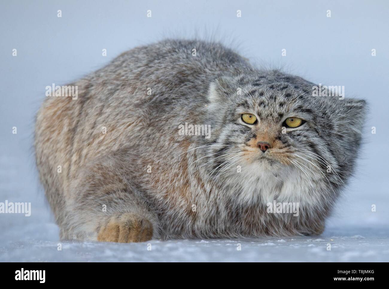 Mongolia, East Mongolia, Steppe area, Pallas's cat (Otocolobus manul ...