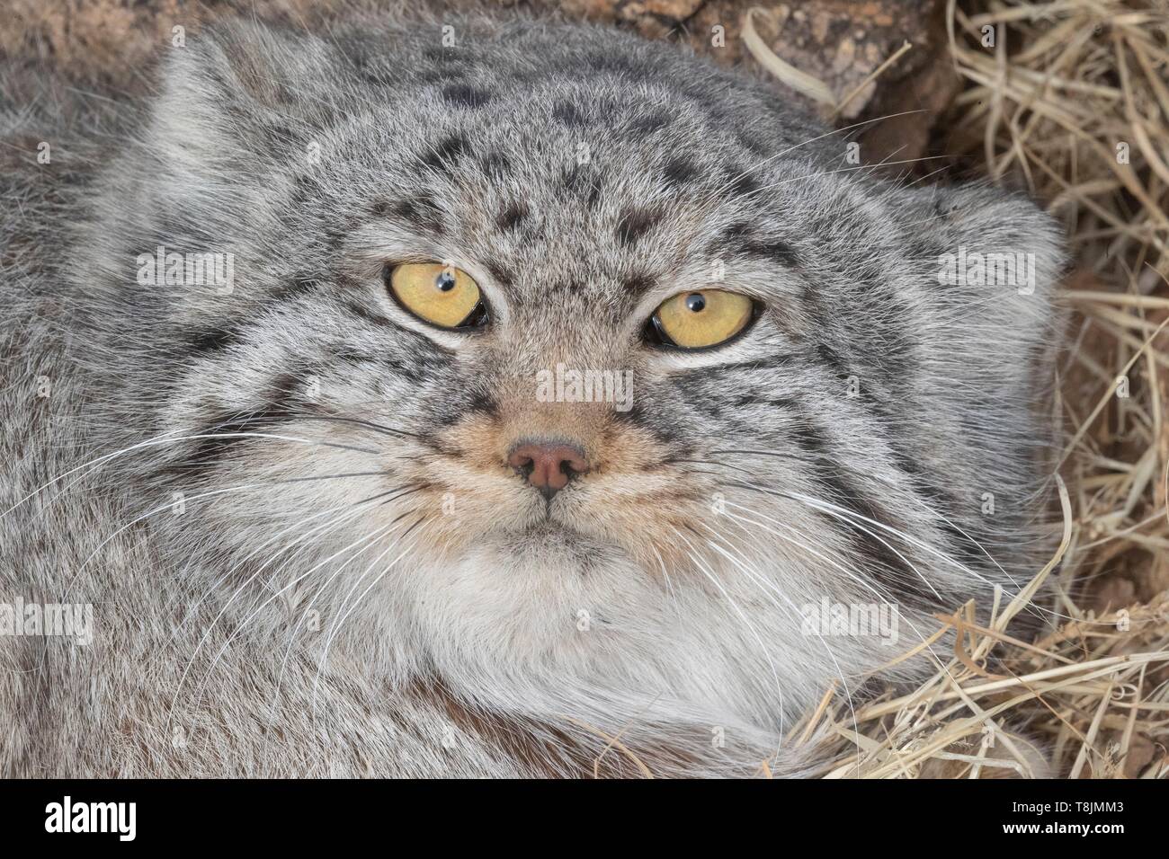 Mongolia, East Mongolia, Steppe area, Pallas's cat (Otocolobus manul ...
