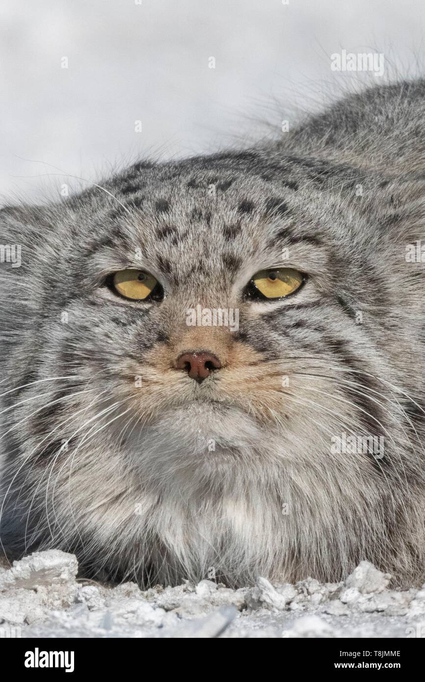 Mongolia, East Mongolia, Steppe area, Pallas's cat (Otocolobus manul ...