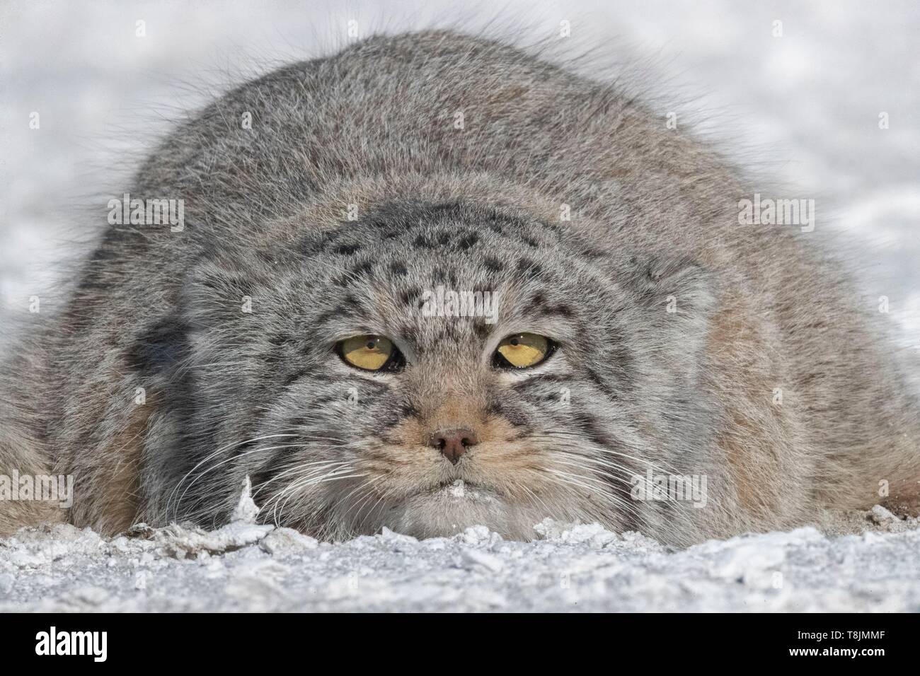 Mongolia, East Mongolia, Steppe area, Pallas's cat (Otocolobus manul ...
