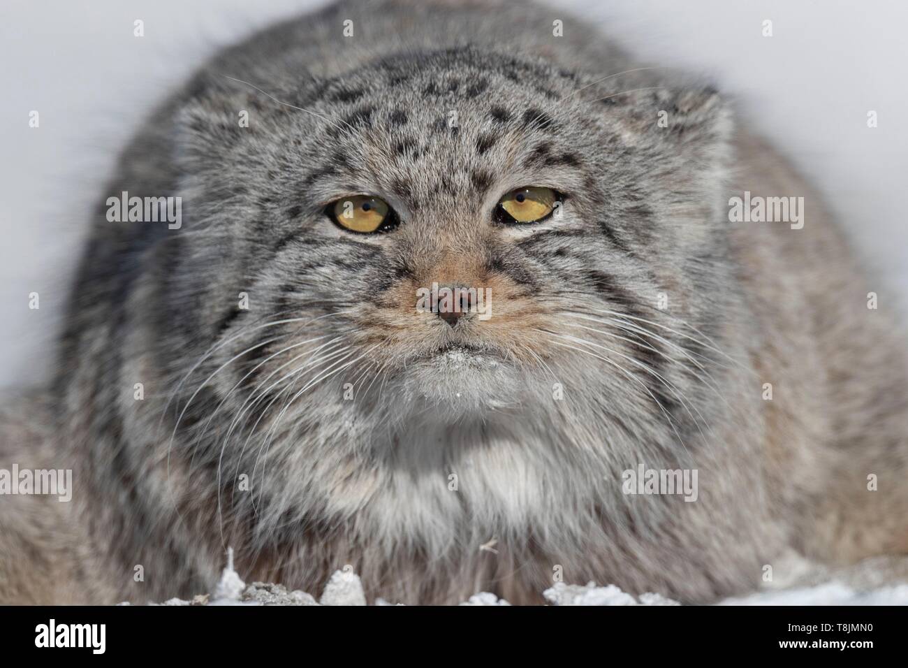 Mongolia, East Mongolia, Steppe area, Pallas's cat (Otocolobus manul ...