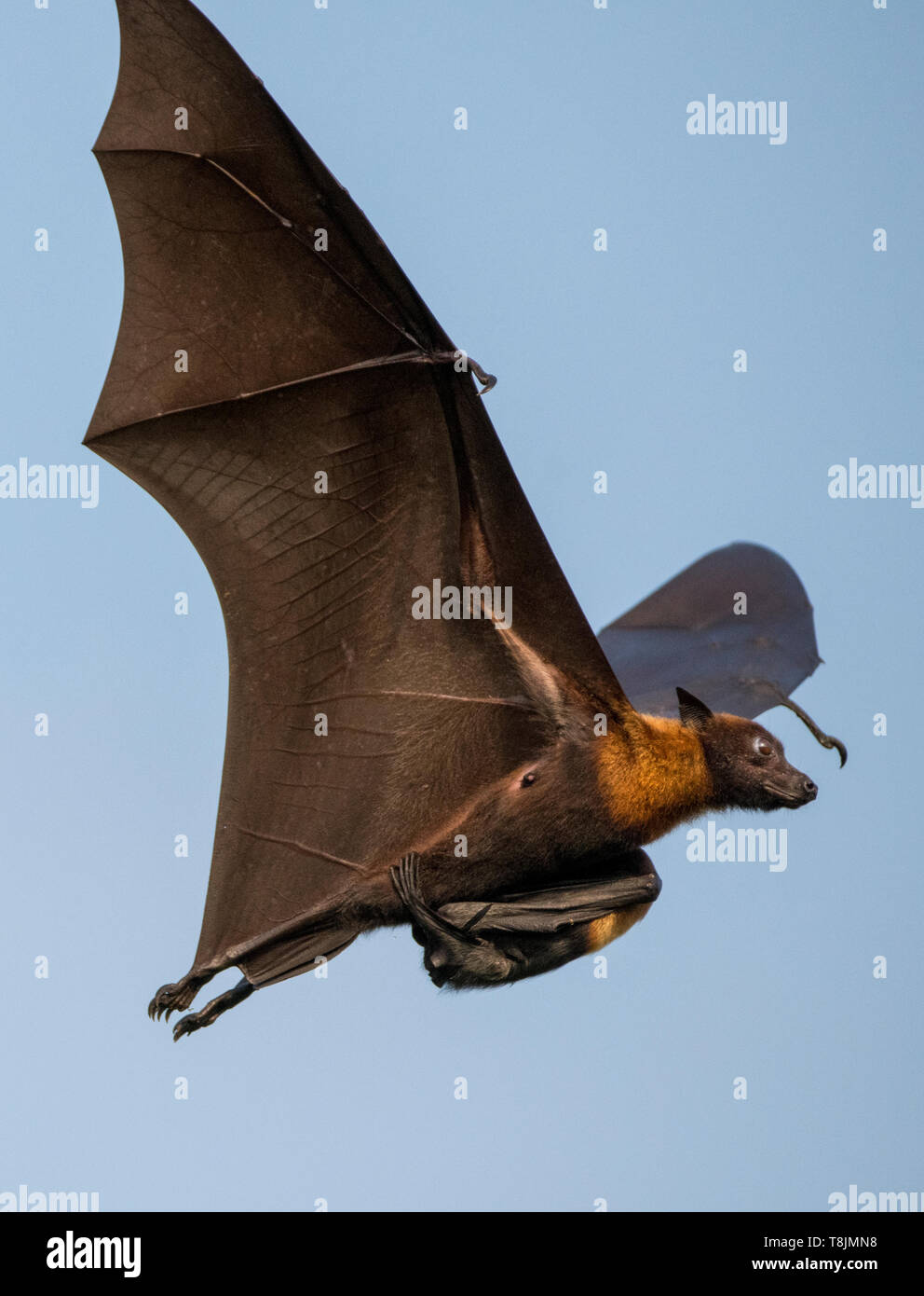 Rare Foxbats in Thailand Asia Stock Photo - Alamy