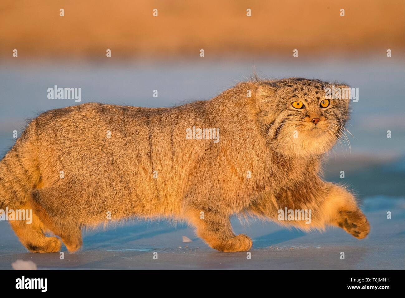 Mongolia, East Mongolia, Steppe area, Pallas's cat (Otocolobus manul ...