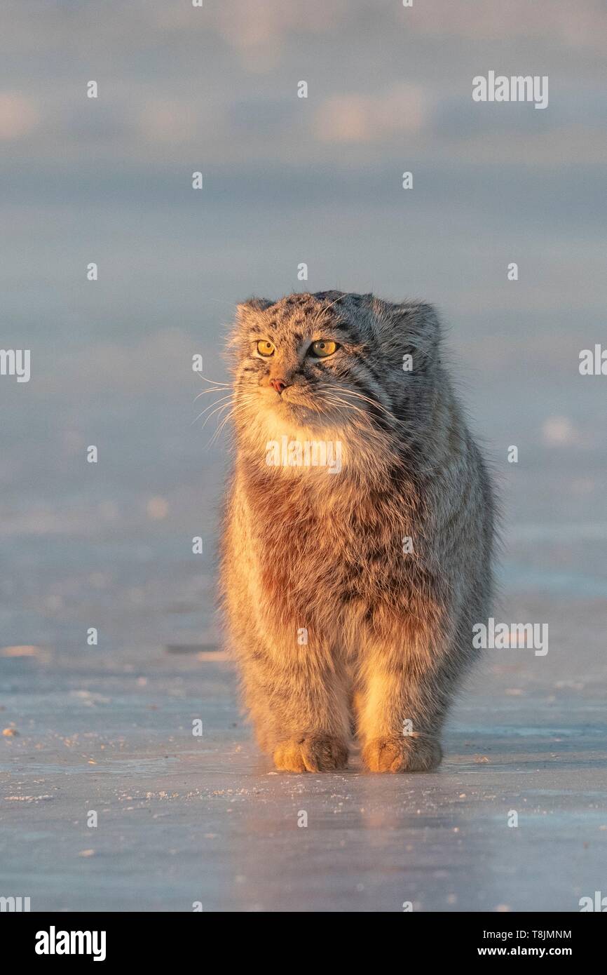 Mongolia, East Mongolia, Steppe area, Pallas's cat (Otocolobus manul ...