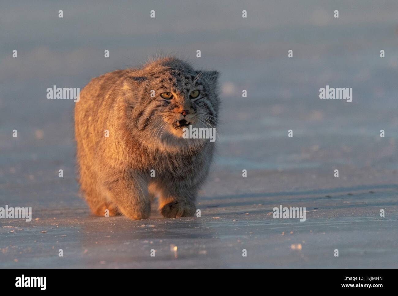 Mongolia, East Mongolia, Steppe area, Pallas's cat (Otocolobus manul ...