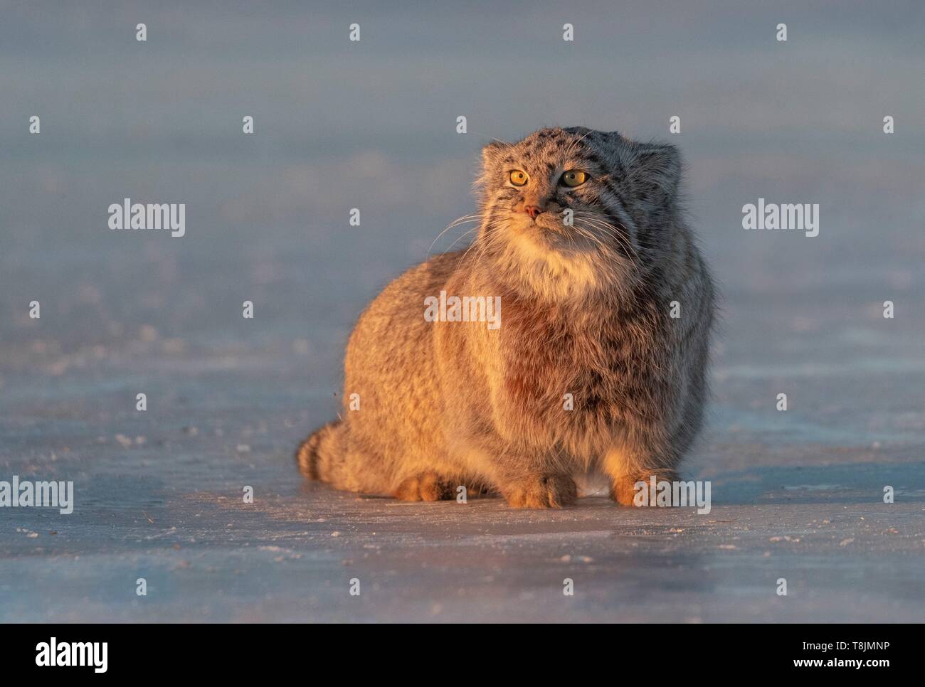 Mongolia, East Mongolia, Steppe area, Pallas's cat (Otocolobus manul ...