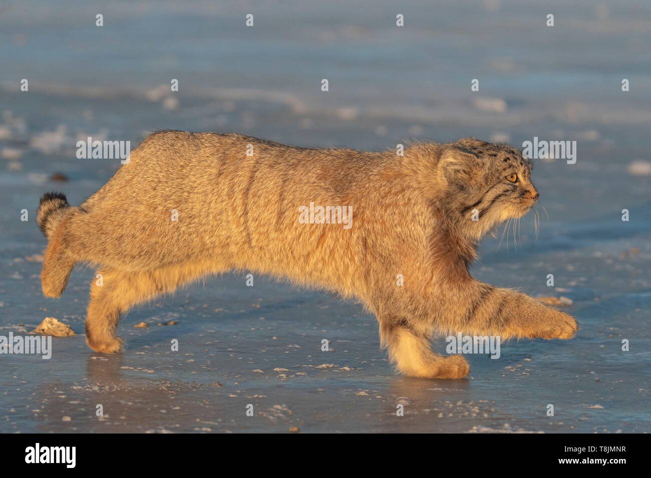 Mongolia, East Mongolia, Steppe area, Pallas's cat (Otocolobus manul ...