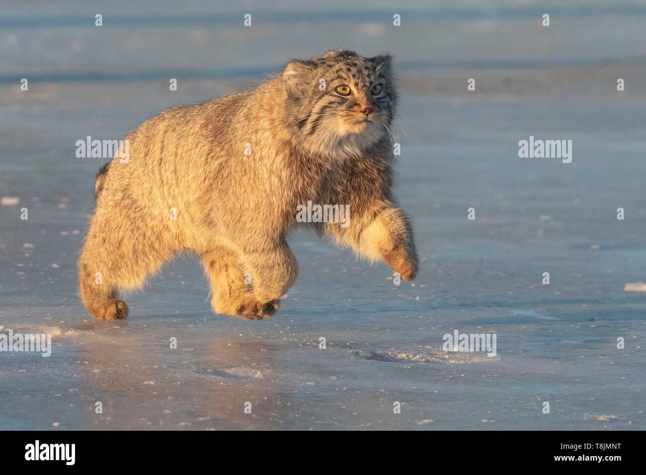 Mongolia, East Mongolia, Steppe area, Pallas's cat (Otocolobus manul ...