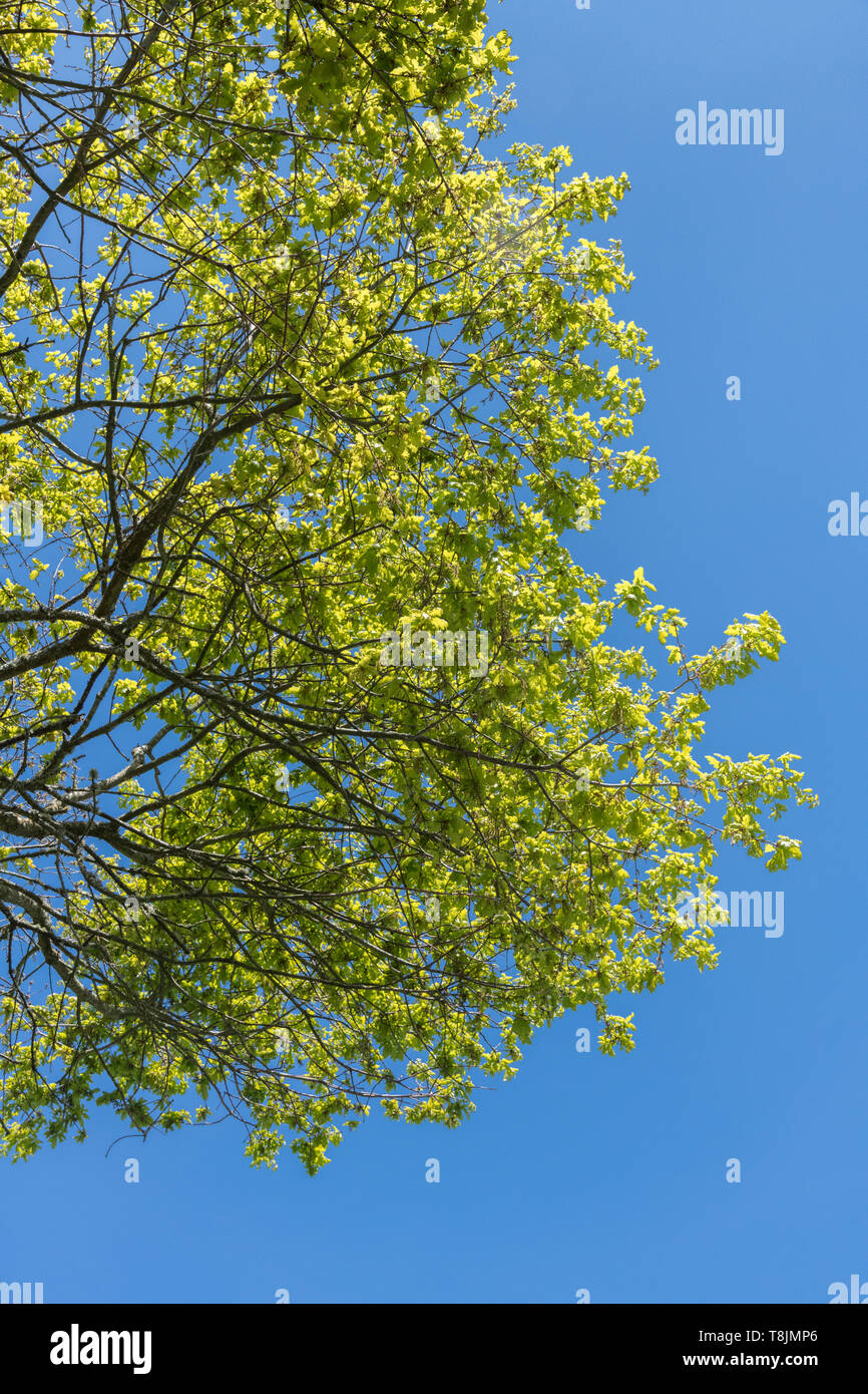 Overhead leaf canopy hi-res stock photography and images - Alamy