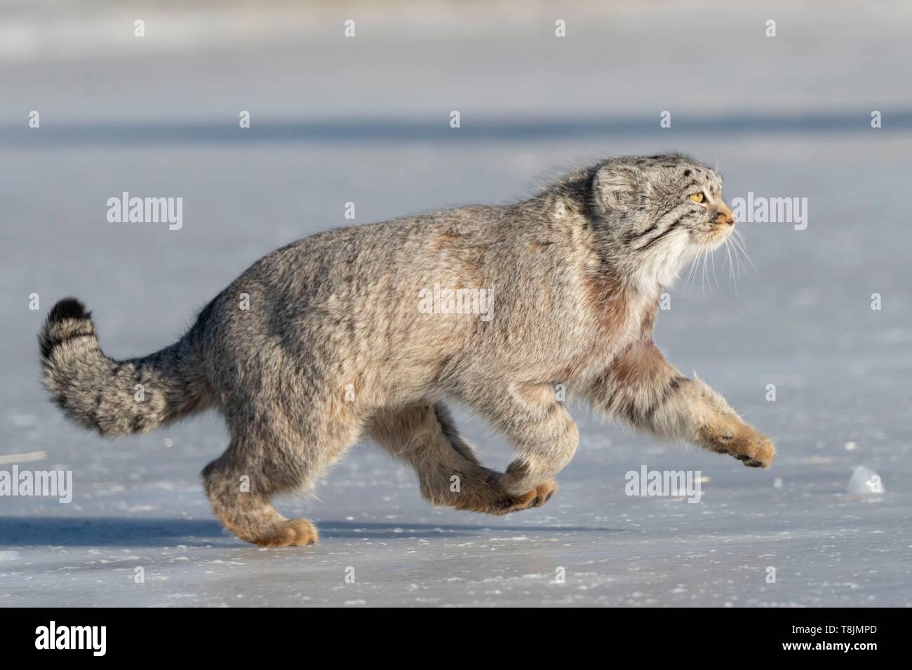 Mongolia, East Mongolia, Steppe area, Pallas's cat (Otocolobus manul ...