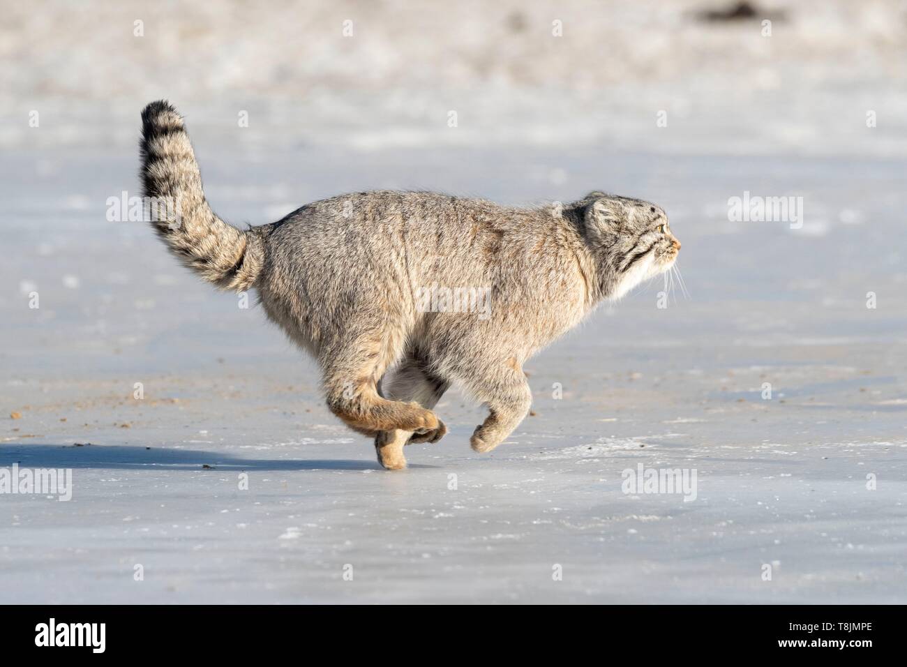 Mongolia, East Mongolia, Steppe area, Pallas's cat (Otocolobus manul ...