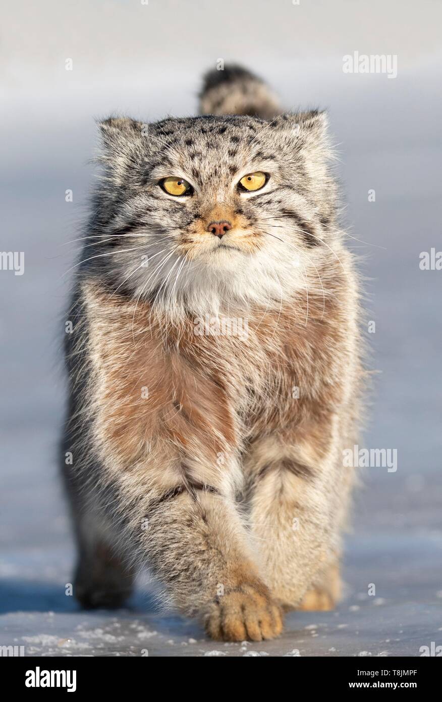 Mongolia, East Mongolia, Steppe area, Pallas's cat (Otocolobus manul ...