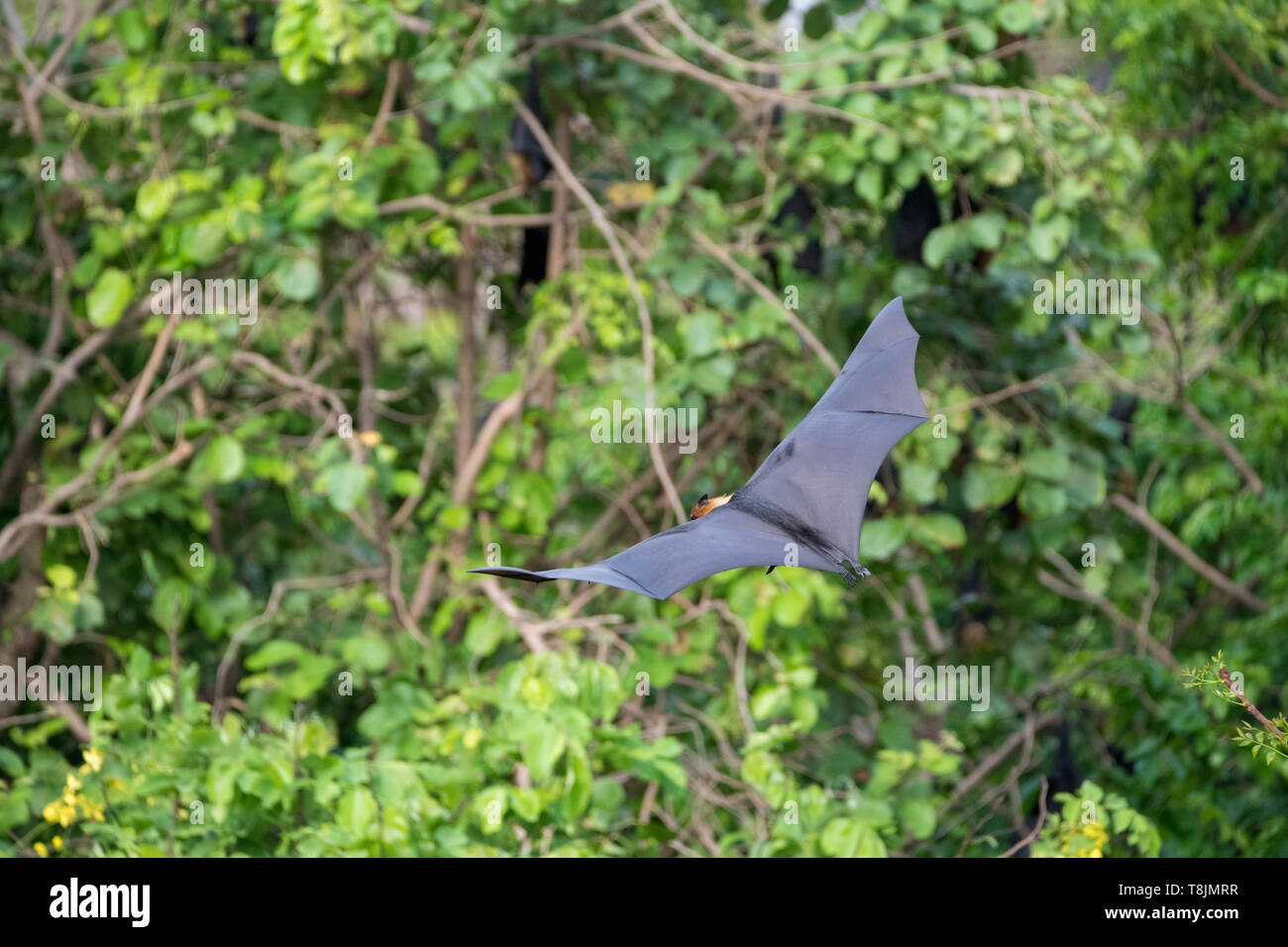 Rare Foxbats in Thailand Asia Stock Photo - Alamy