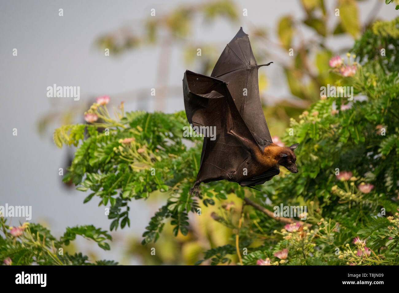 Rare Foxbats in Thailand Asia Stock Photo - Alamy
