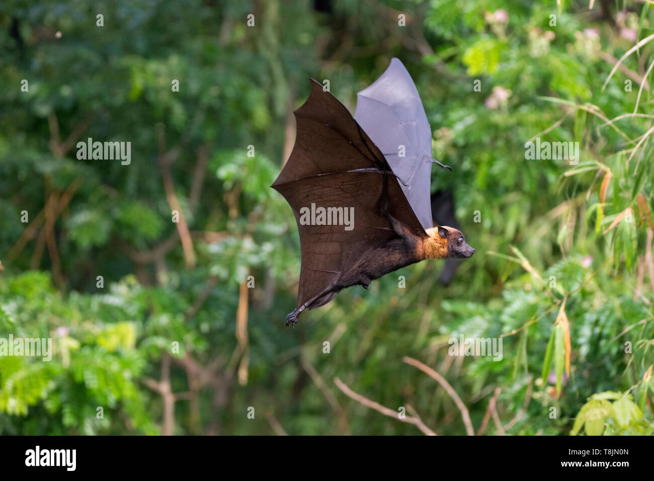 Rare Foxbats in Thailand Asia Stock Photo - Alamy