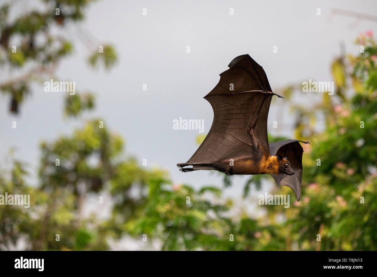 Flying foxes in thailand hi-res stock photography and images - Alamy