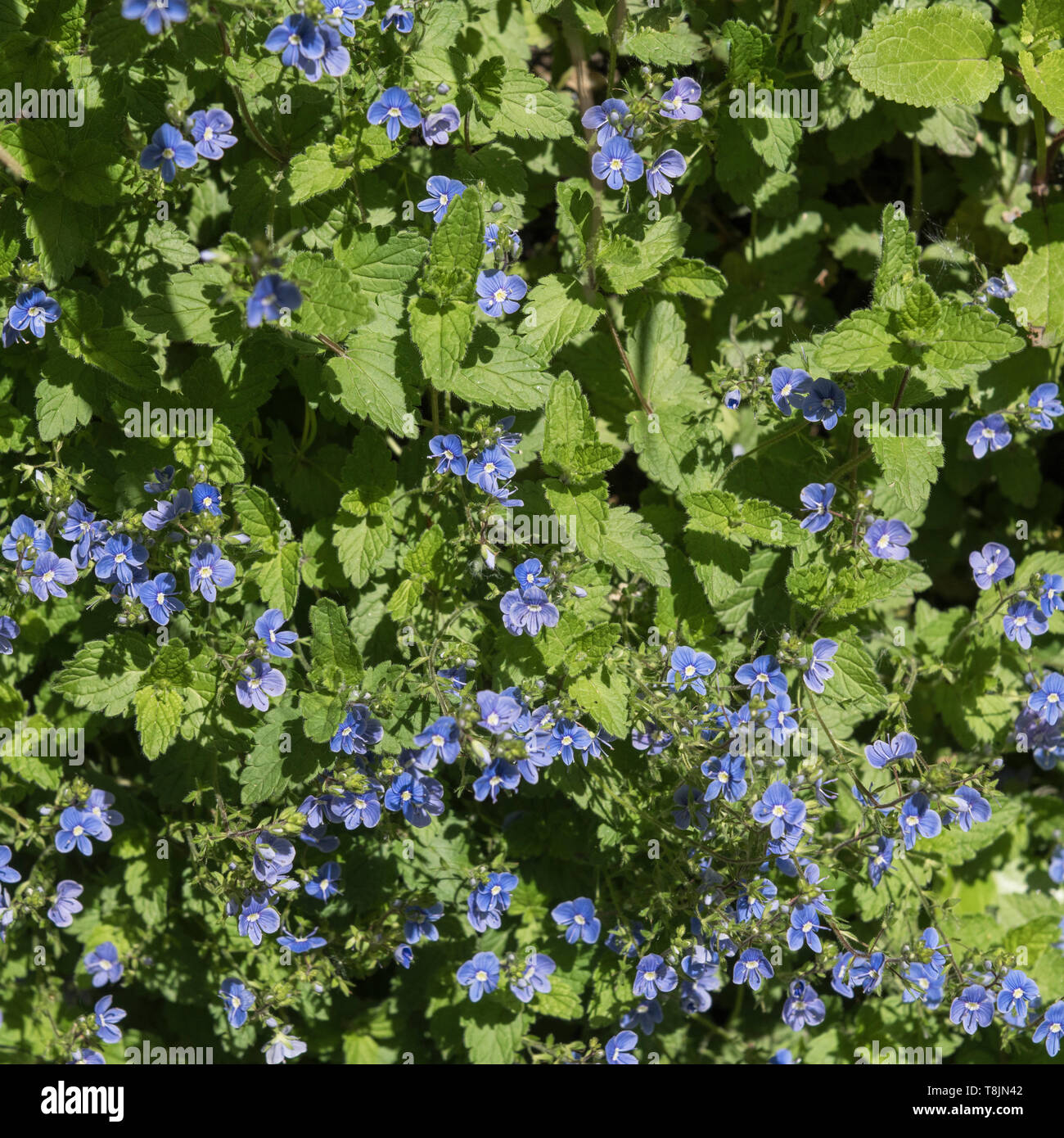 Patch of the small blue flowers of Germander Speedwell / Veronica ...