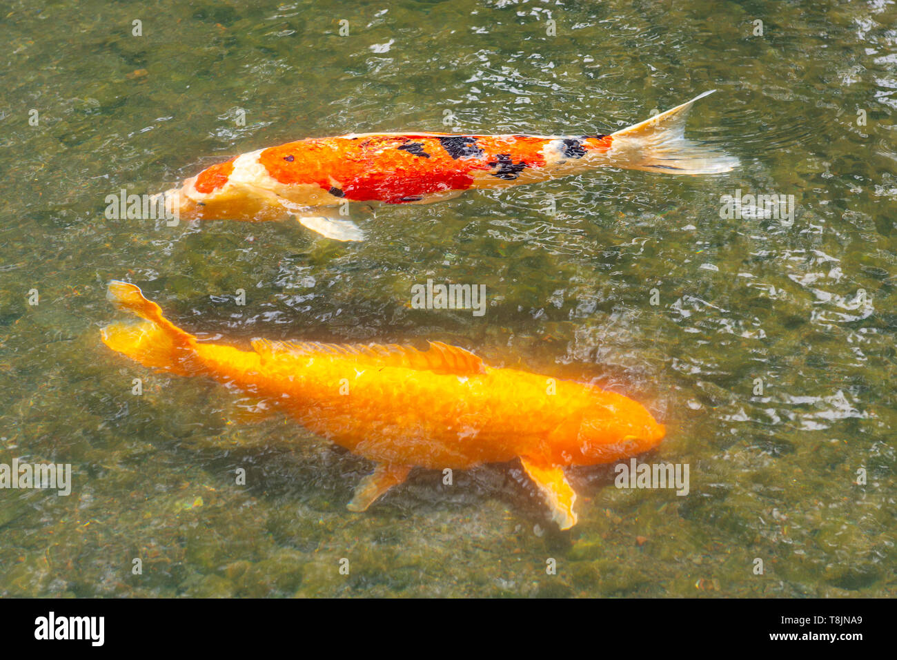 Oriental carp fish swimming in a pool made especially for them. Hawaii ...