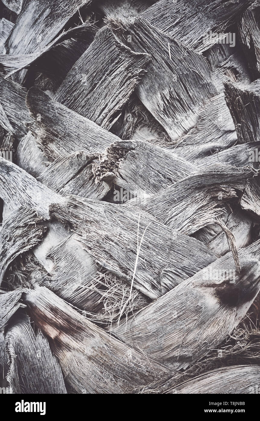 Close up picture of a palm tree trunk, color toned natural background ...