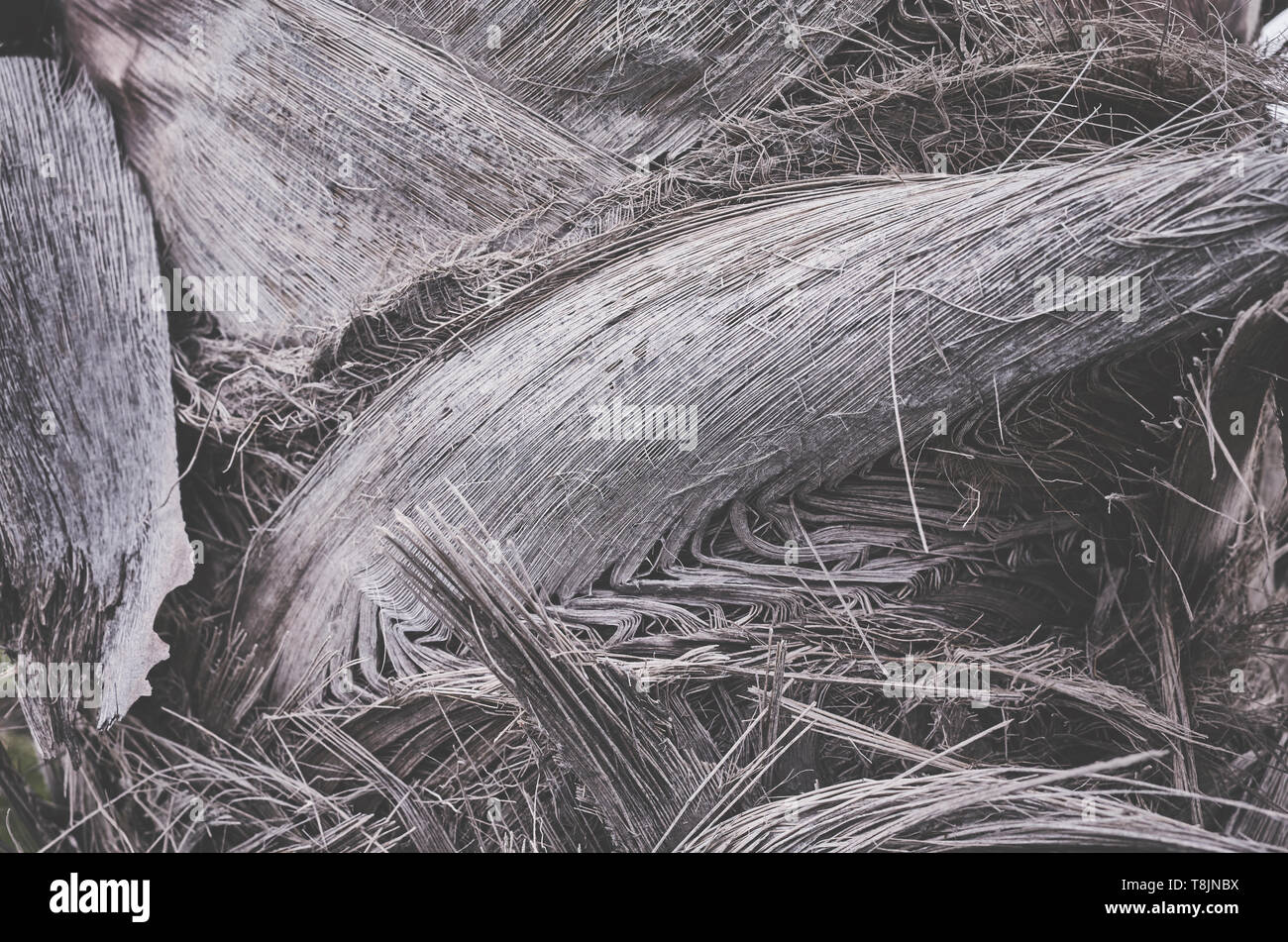 Palm texture hi-res stock photography and images - Alamy