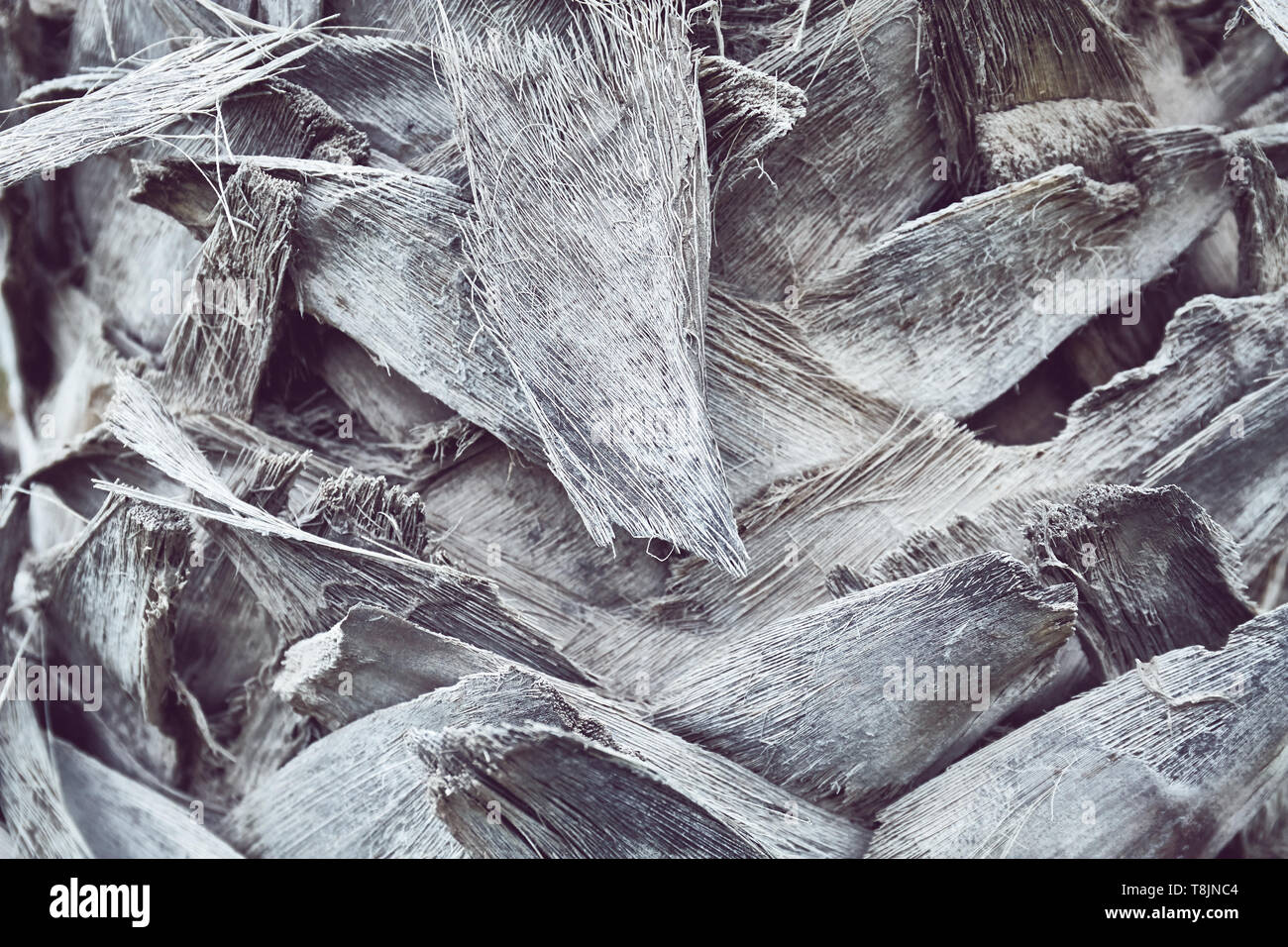Close up picture of a palm tree trunk, color toned natural background ...