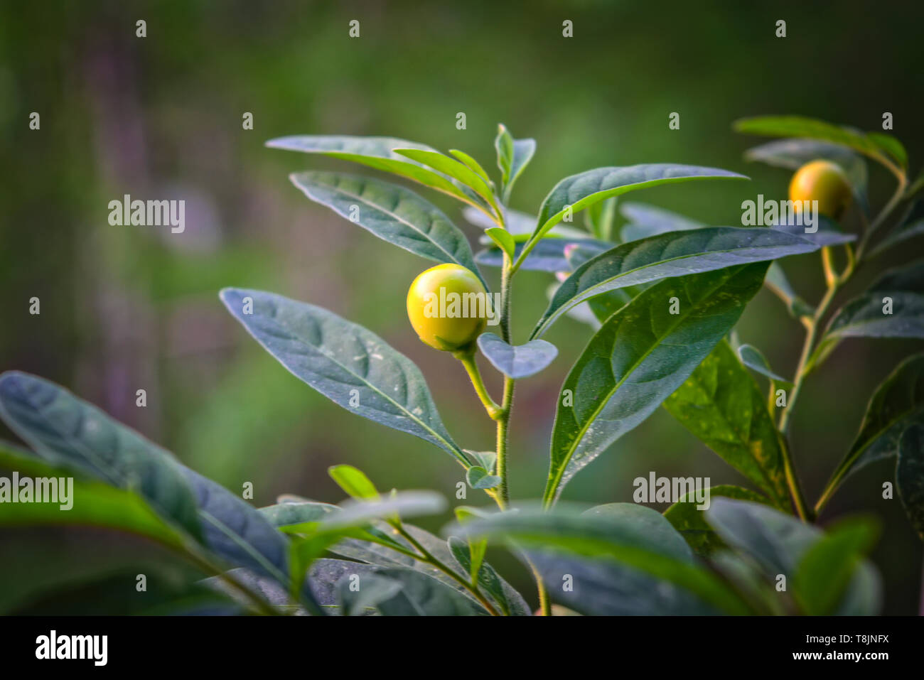 The bright green berry of solanum or nightshade Stock Photo - Alamy
