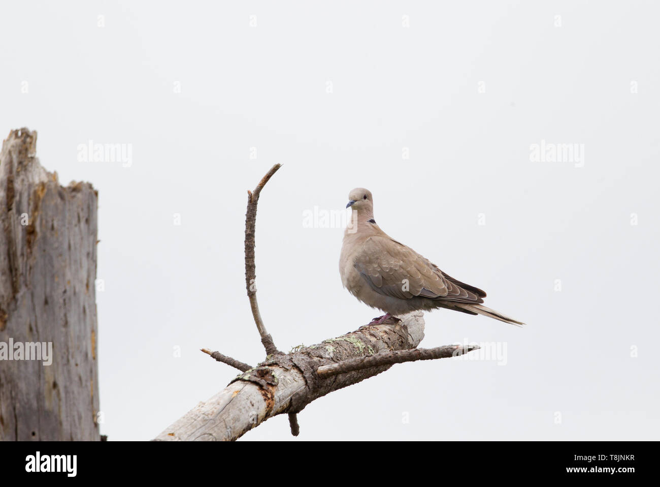 Collared dove perched hi-res stock photography and images - Alamy