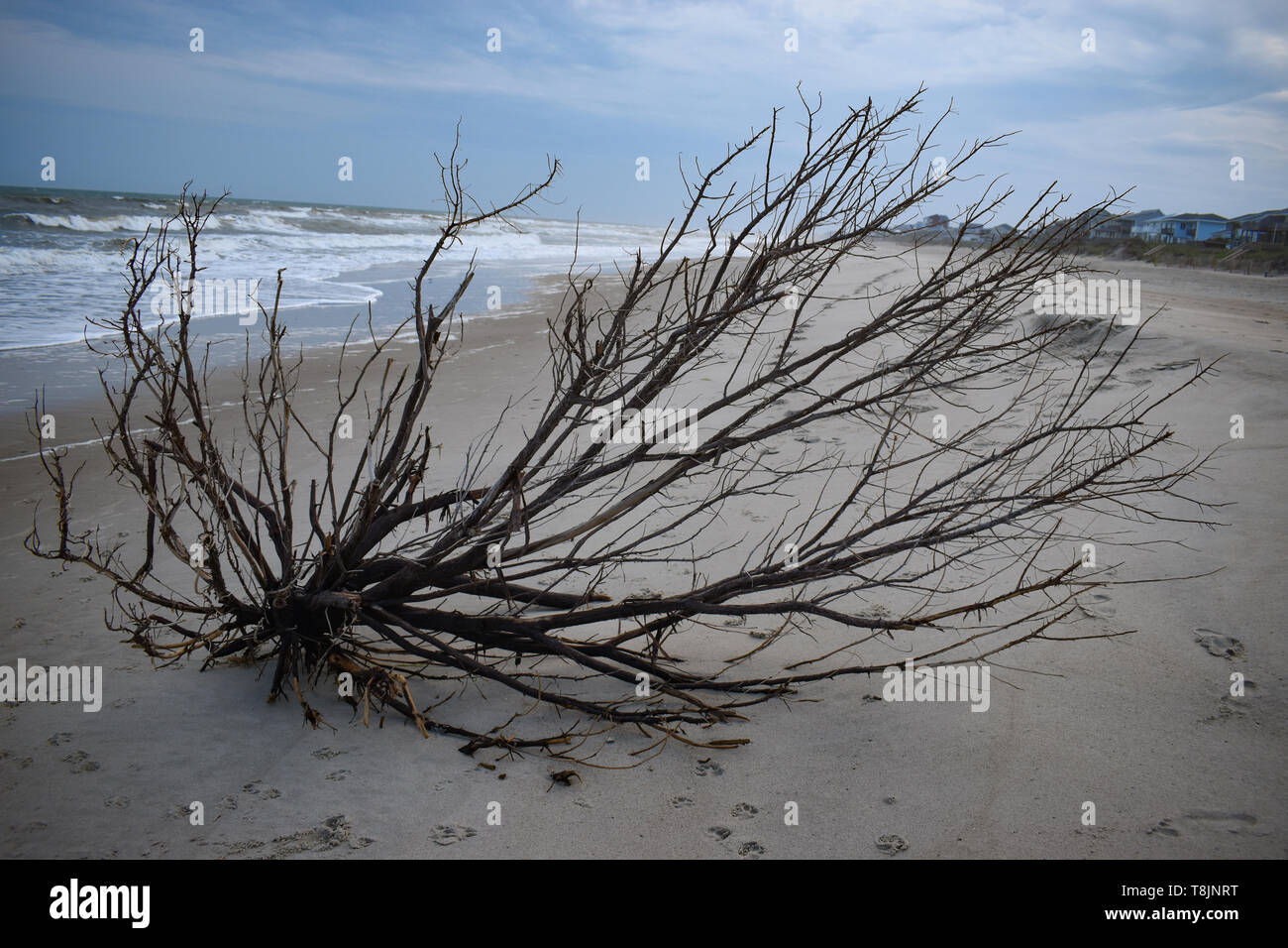 Driftwood on beach Stock Photo - Alamy