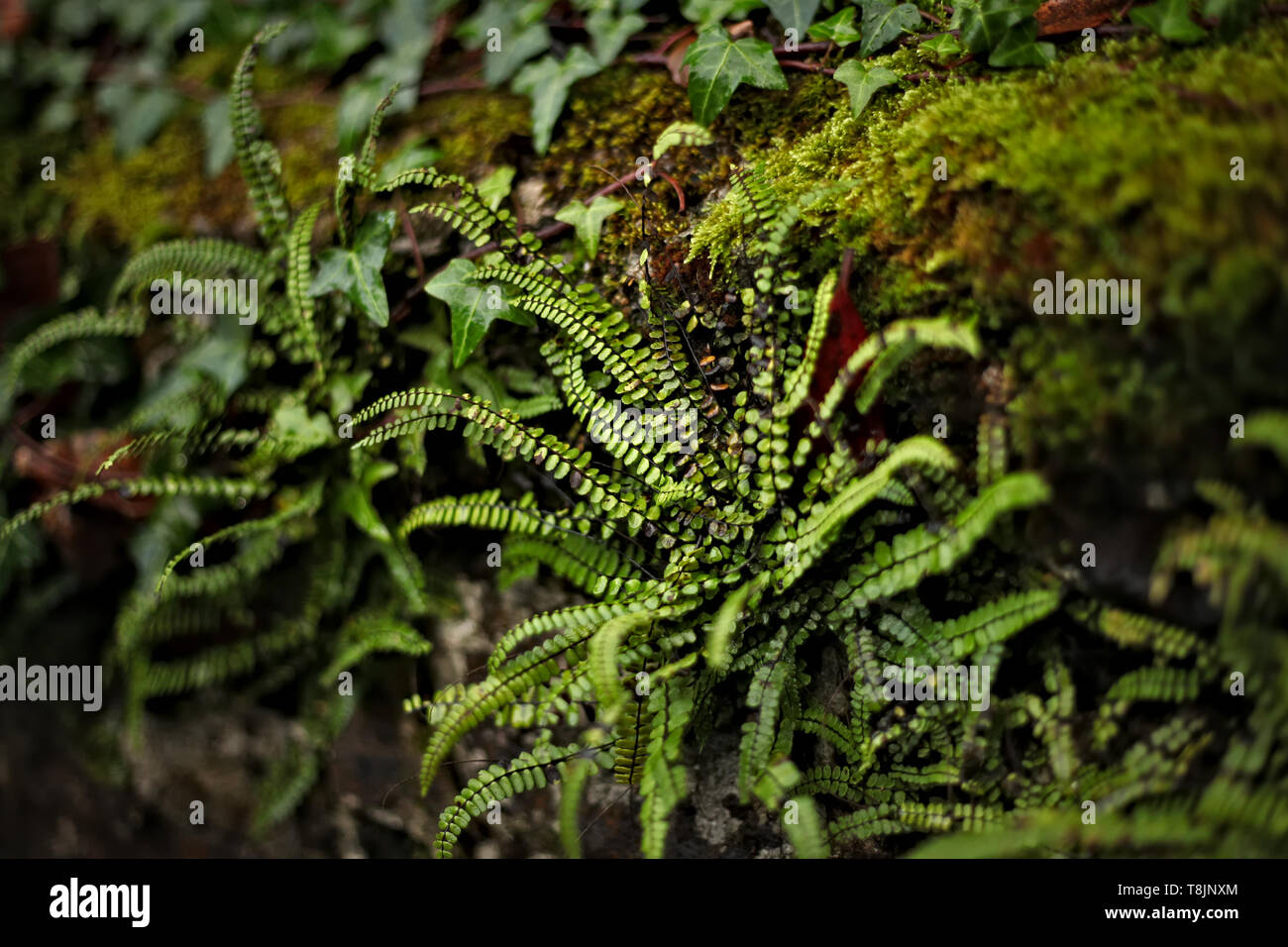 Irish fern hi-res stock photography and images - Alamy