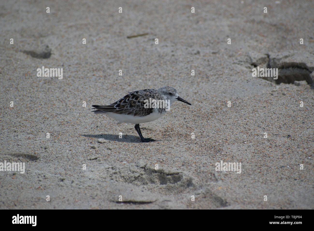 Sanderling on the Beach Stock Photo - Alamy