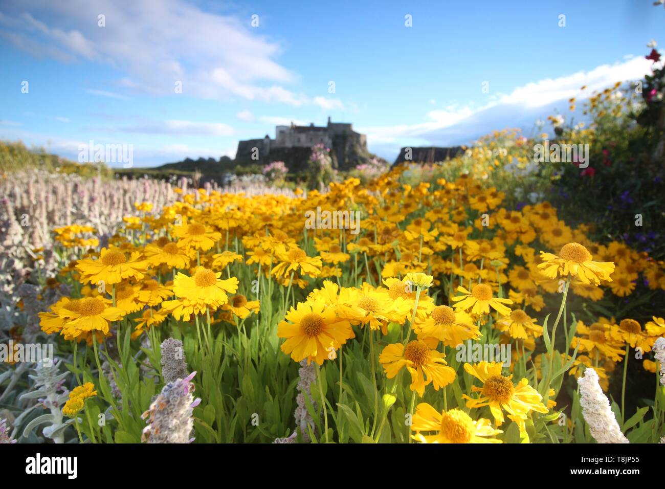 Lindisfarne castle and garden hi-res stock photography and images - Alamy