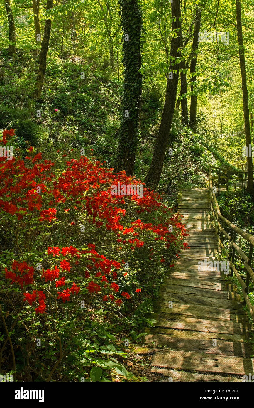 Deciduous azaleas hi-res stock photography and images - Alamy