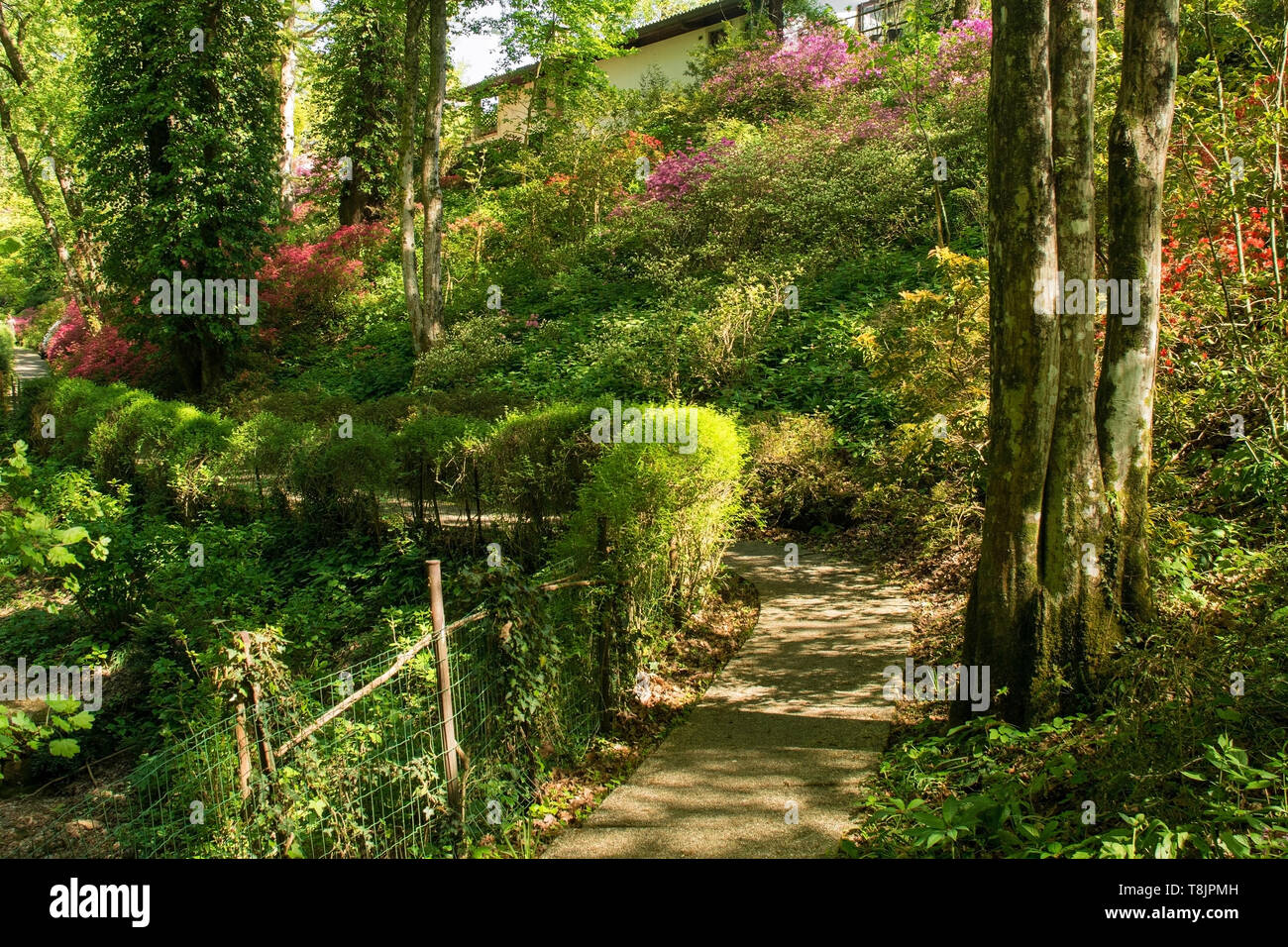 Lots of azaleas hi-res stock photography and images - Alamy