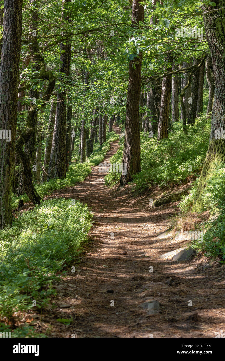 Hiking trail in a forest Stock Photo - Alamy