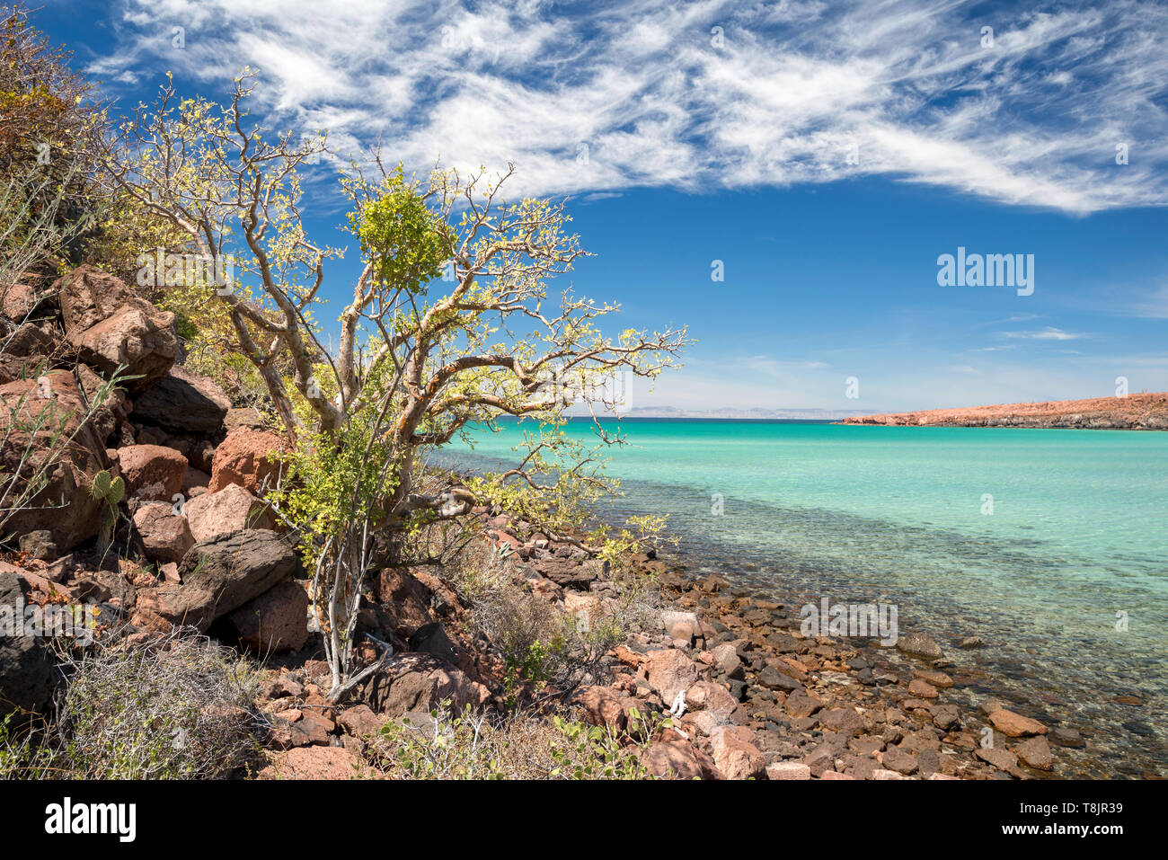 Elephant tree, Espiritu Santo Island, Baja California Sur, Mexico Stock ...