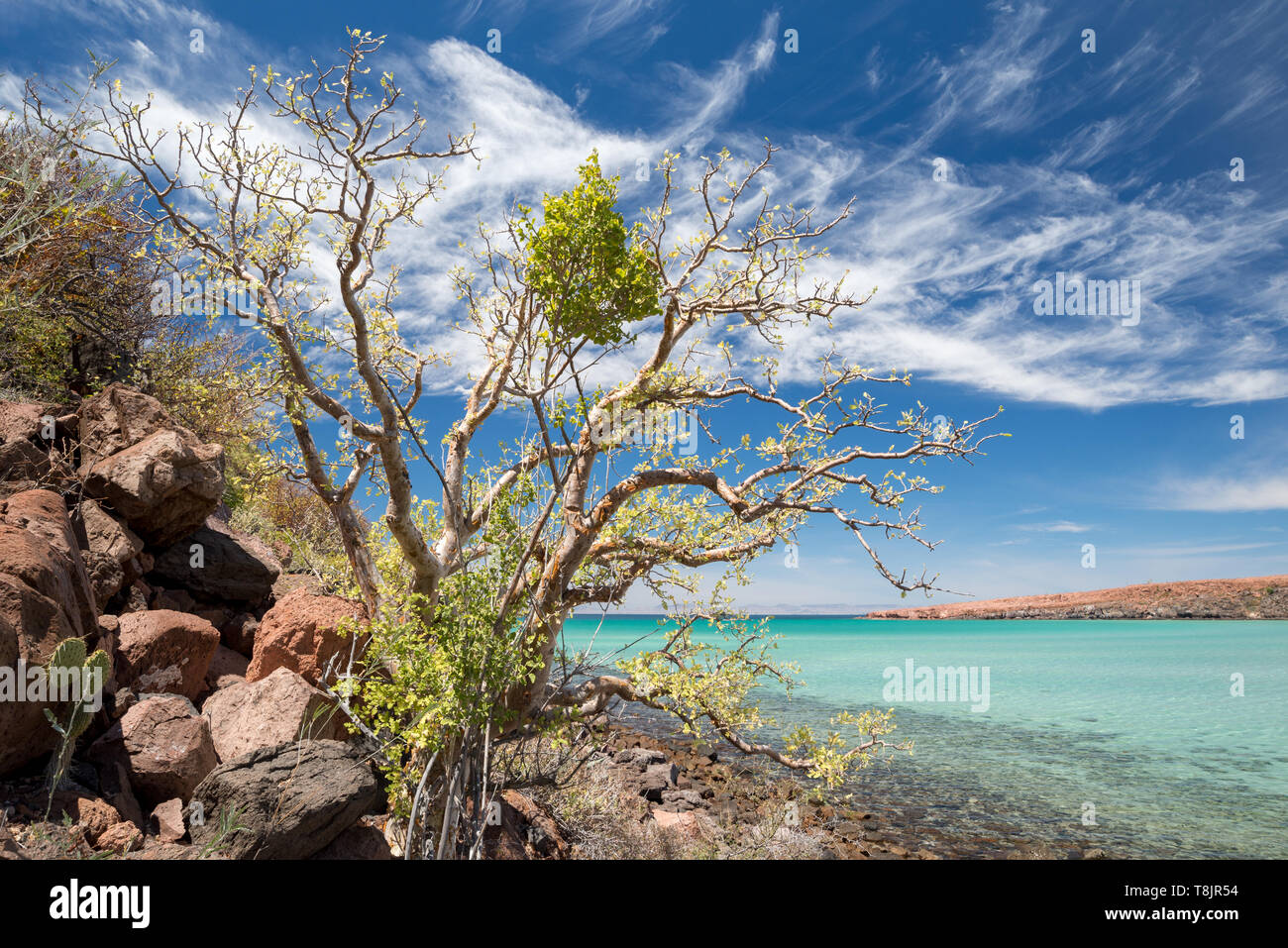 Elephant tree, Espiritu Santo Island, Baja California Sur, Mexico Stock ...