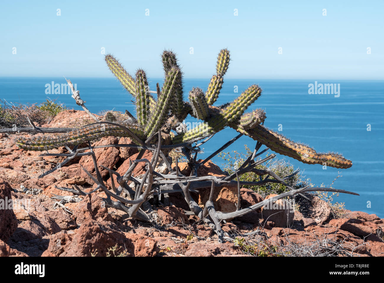 Pitaya cactus hi-res stock photography and images - Alamy
