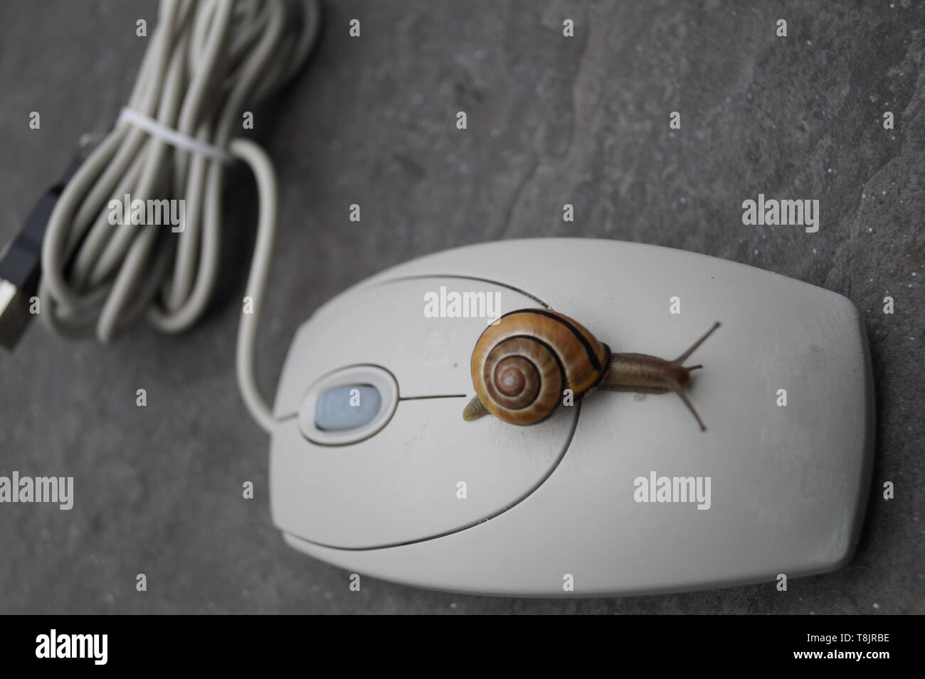 The Computer is slowly like a snail Stock Photo - Alamy