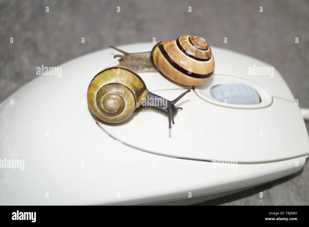 The Computer is slowly like a snail Stock Photo - Alamy