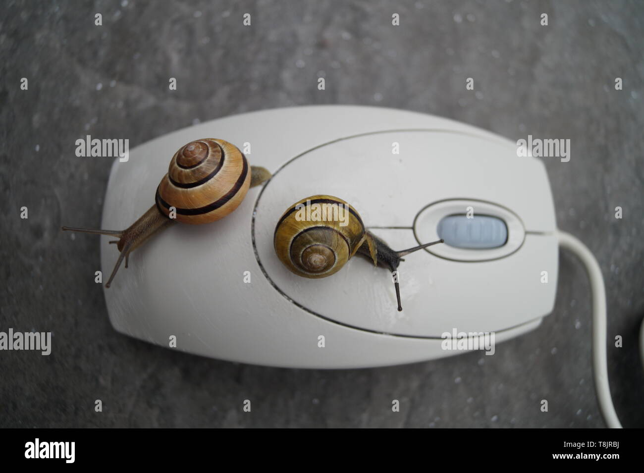 The Computer is slowly like a snail Stock Photo - Alamy