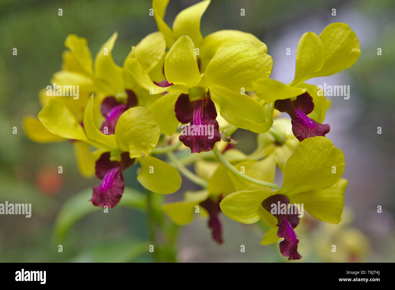 Yellow tongue hi-res stock photography and images - Alamy
